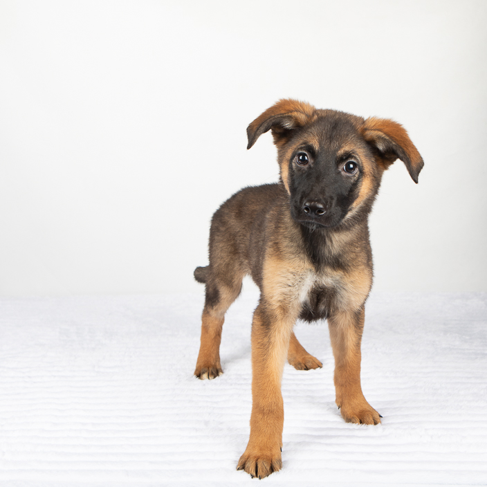 6066M: Scout | Animal Rescue Foundation